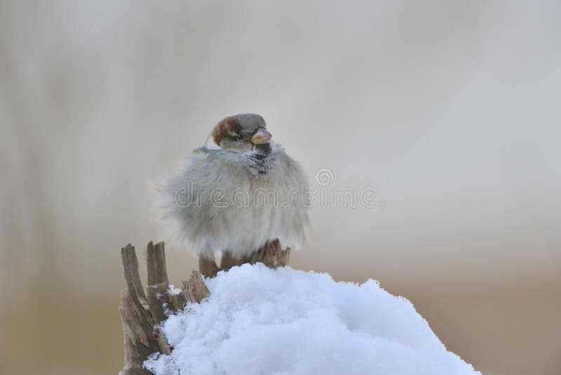 House Sparrow stock image. Image of freeze, vertebrate - 28142441