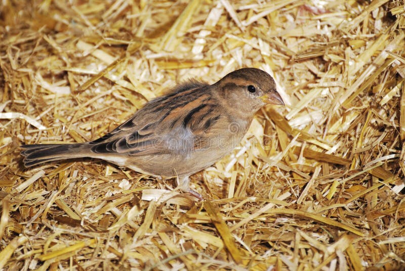 House Sparrow stock image. Image of sitting, brown, animal - 29534849