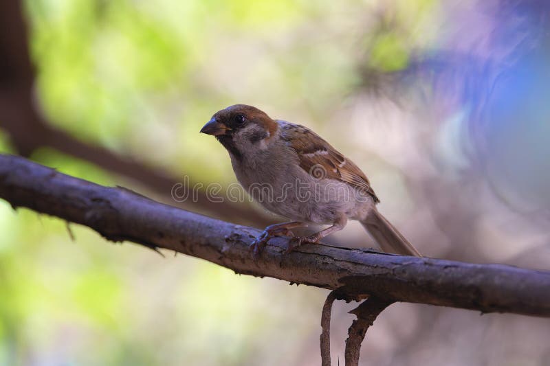 House Sparrow in Beautiful Light in the Garden Stock Image - Image of ...