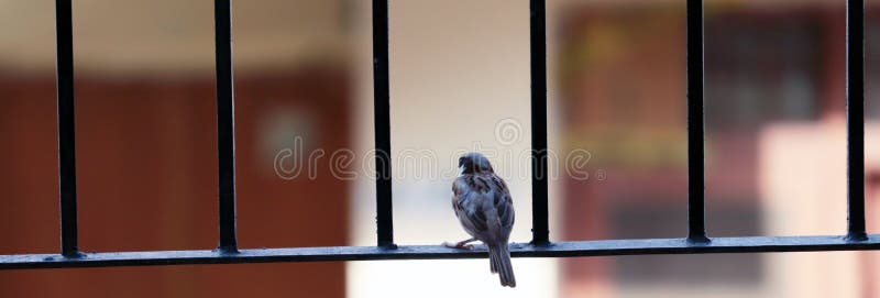 House Sparrow Bird Sitting on Railing Stock Photo - Image of wild ...