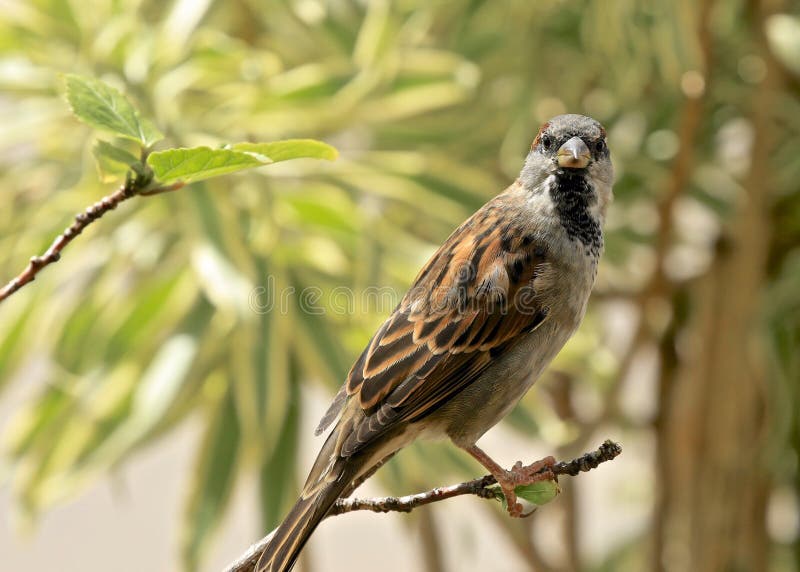 White House stock image. Image of washington, president - 53291851