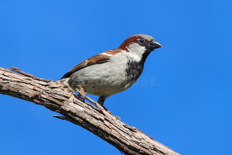 House Sparrow in Winter stock image. Image of songbird - 12910359