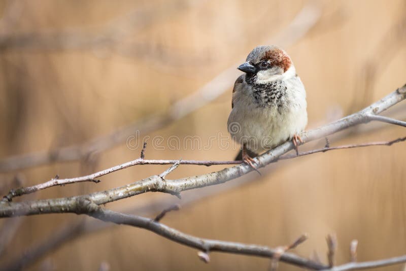 House Sparrow stock image. Image of environment, invasive - 63082341