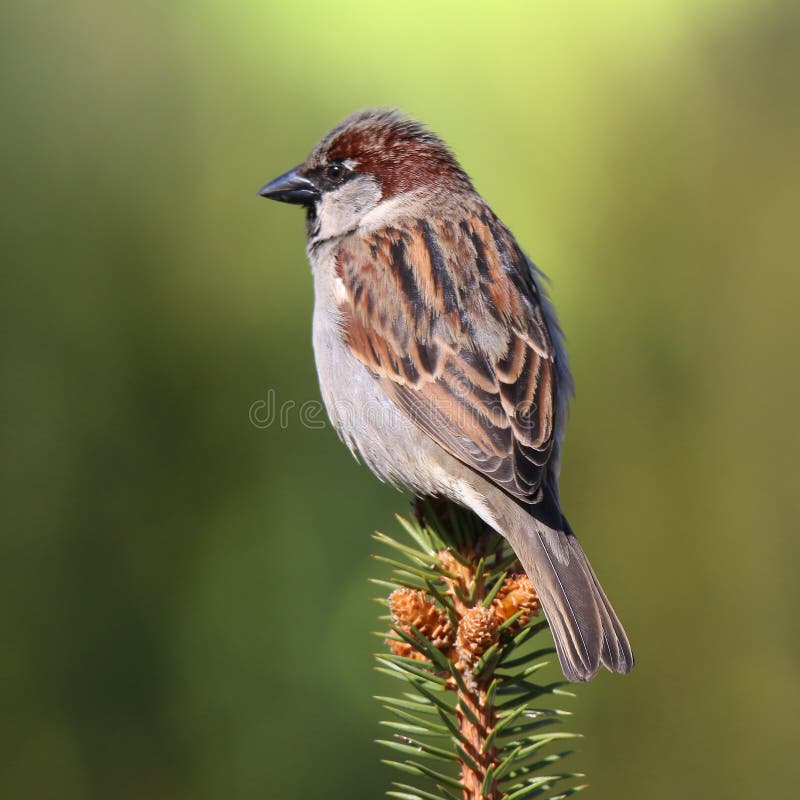 House Sparrow on a Branch of a Tree Stock Photo - Image of perched ...
