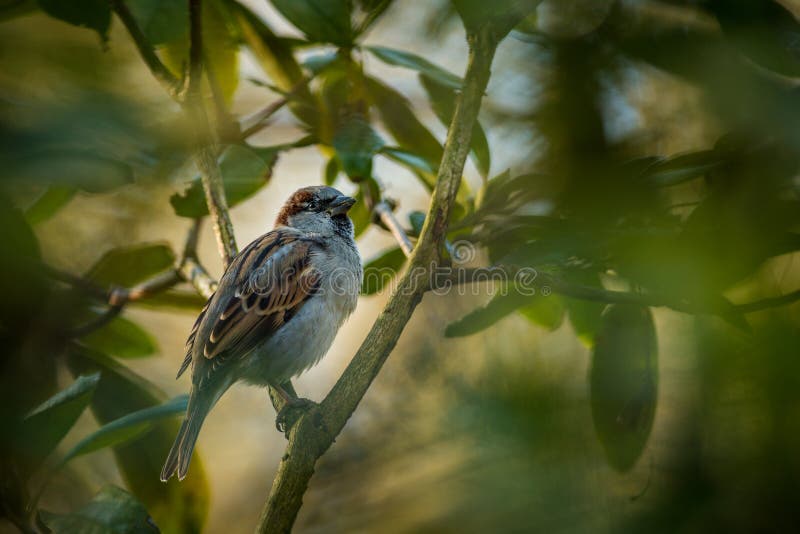 House Sparrow in the Bush in Nature Stock Photo - Image of people ...