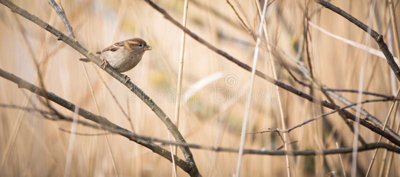 House Sparrow stock image. Image of living, passer, invasive - 38948267