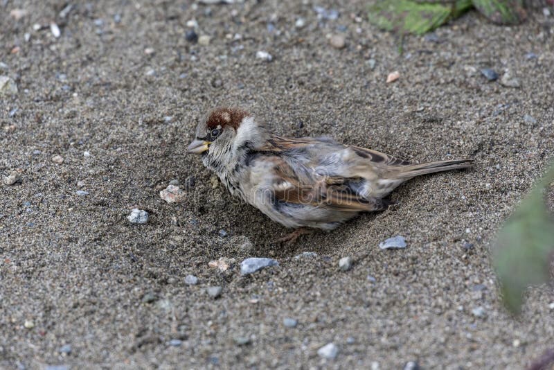 House sparrow dust bathing stock image. Image of birds - 171934381