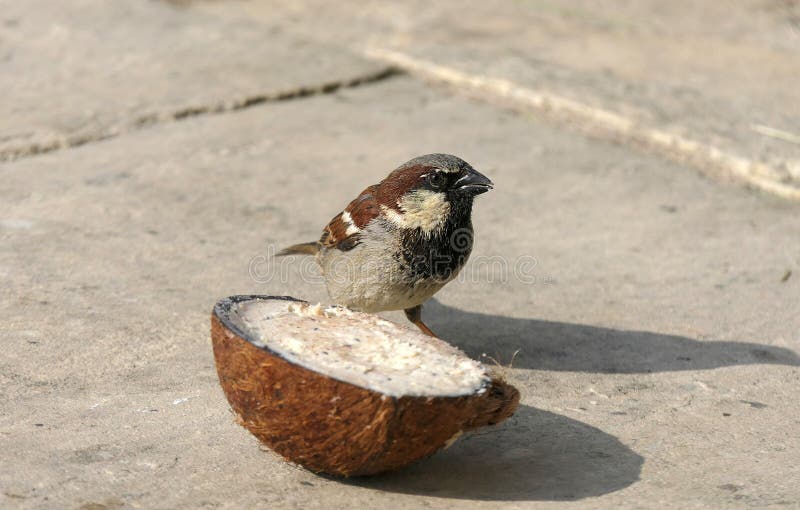 House Sparrow Eating from a Coconut Suet Shell from the Ground Stock ...