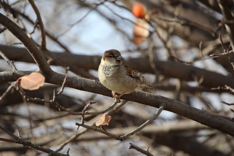 House Sparrow in Fall at Moose Jaw Stock Image - Image of chidiya, bird ...