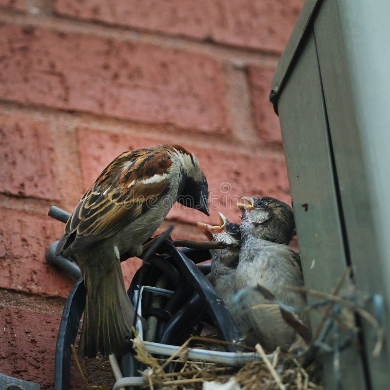 Father Sparrow Feeding Birdies Stock Image - Image of fence, finds ...