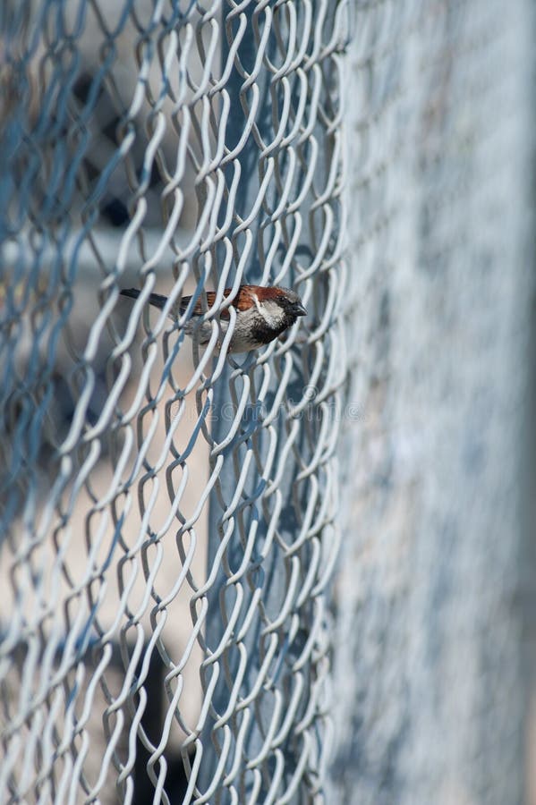 House Sparrow on fence stock image. Image of chain, sparrow - 54451661
