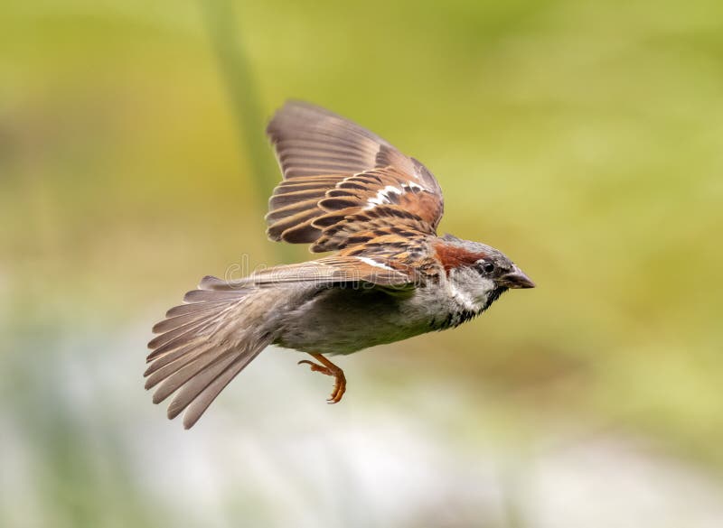 House sparrow in flight stock image. Image of bird, plumage - 261603421