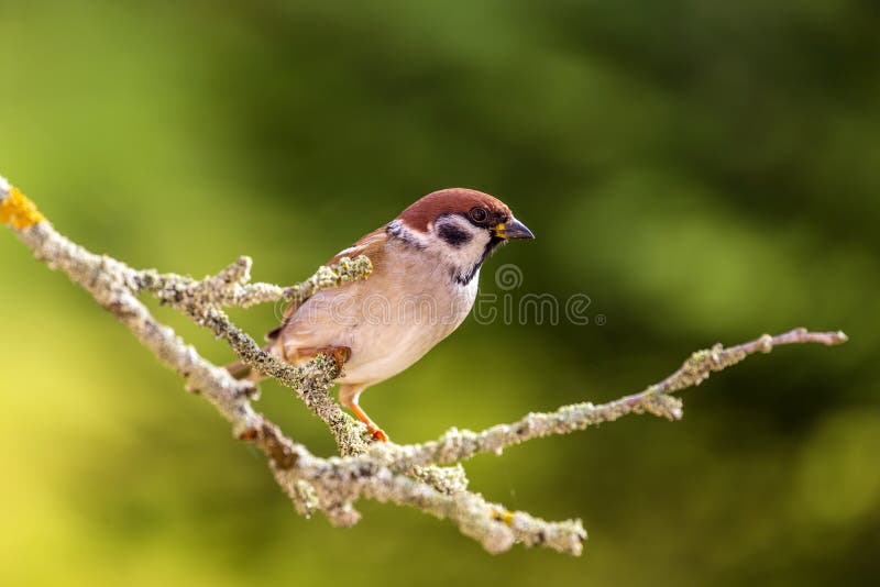 House Sparrow in the Forest. Stock Photo - Image of house, freedom ...