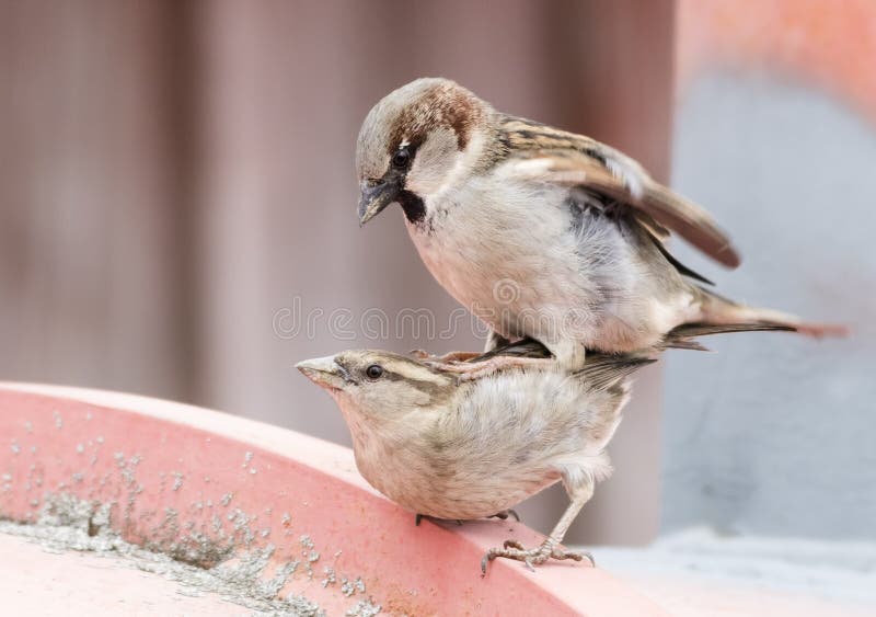 House Sparrow mating stock photo. Image of pair, bird - 57204788