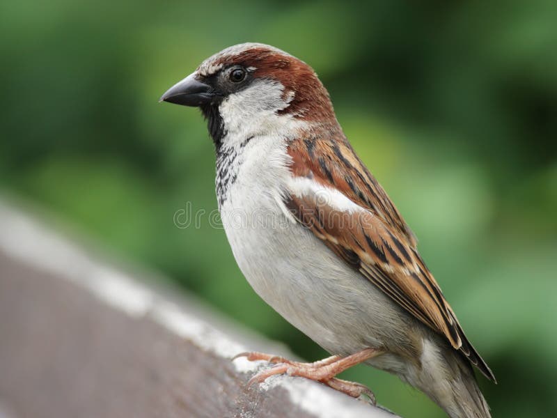 House Sparrow (Passer Domesticus) Stock Image - Image of brown, house ...