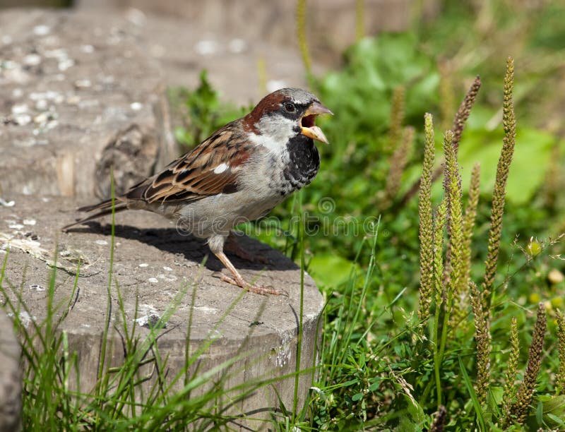 House Sparrow, Passer Domesticus Stock Photo - Image of twitter, close ...
