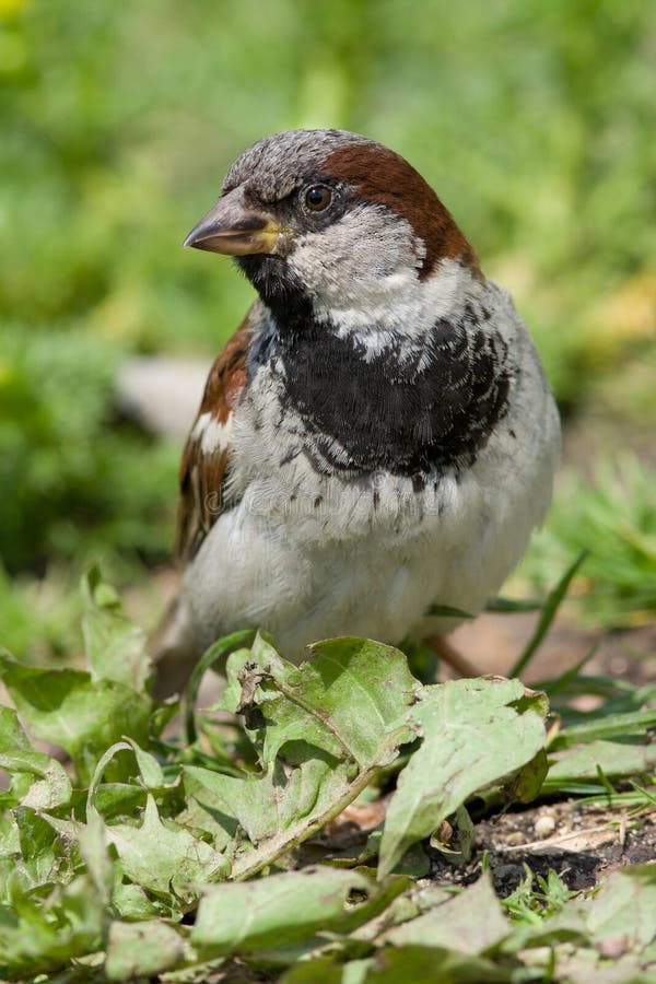 House Sparrow, Passer Domesticus Stock Image - Image of nature, animal ...
