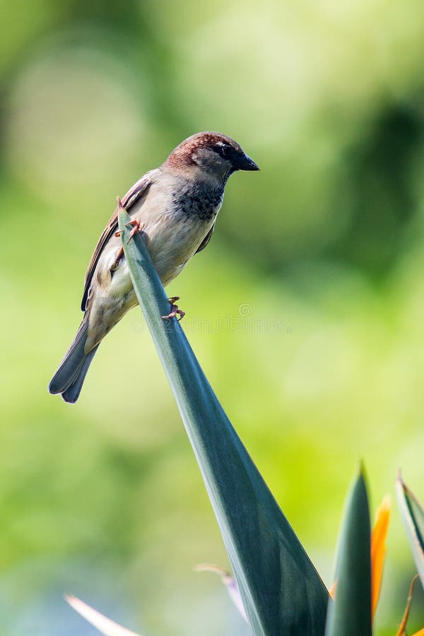 House Sparrow Passer Domesticus Stock Image - Image of passer, animal ...