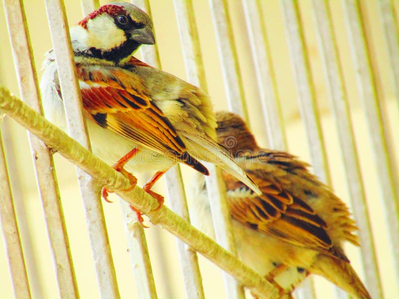 Gauraiya Bird Stock Photos - Free & Royalty-Free Stock Photos from ... Gauraiya Bird Stock Photos - Free & Royalty-Free Stock Photos from ...