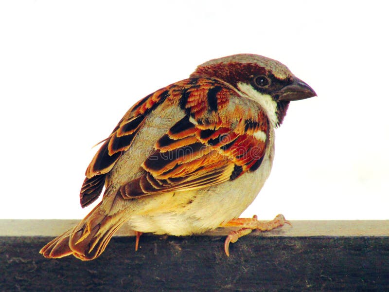 Gauraiya Bird Stock Photos - Free & Royalty-Free Stock Photos from ... Gauraiya Bird Stock Photos - Free & Royalty-Free Stock Photos from ...
