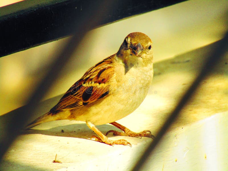 Gauraiya Bird Stock Photos - Free & Royalty-Free Stock Photos from ... Gauraiya Bird Stock Photos - Free & Royalty-Free Stock Photos from ...