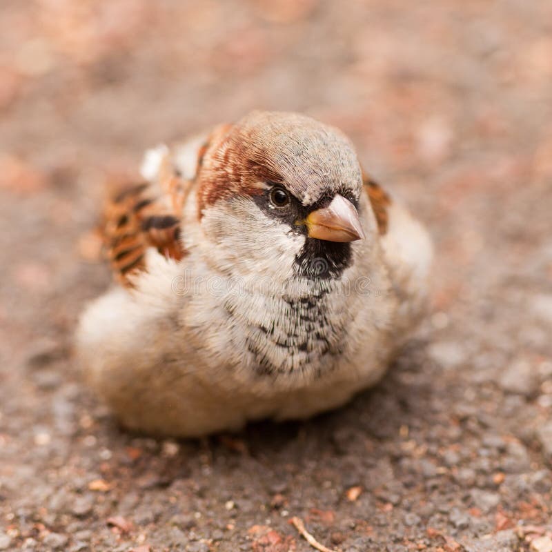 House Sparrow, Passer Domesticus, Foraging Stock Image - Image of adult ...