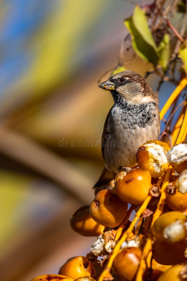 House Sparrow, Passer Domesticus, Morocco Stock Image - Image of bird ...