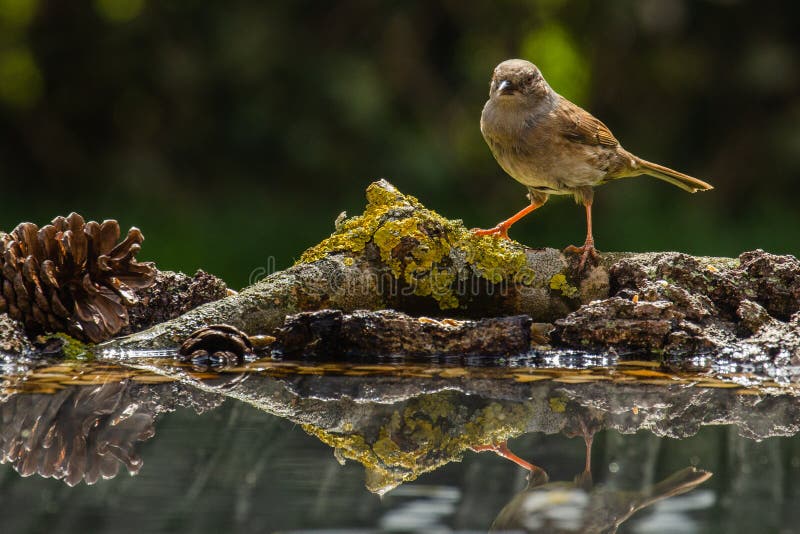 An House Sparrow Passer Domesticus in a Perch by the Water Stock Photo ...