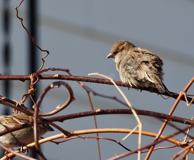 House Sparrow or Passer Domesticus Stock Photo - Image of feeder ...