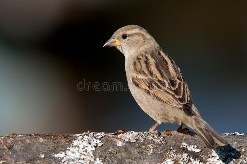Female House Sparrow stock image. Image of invasive, brown - 16992345