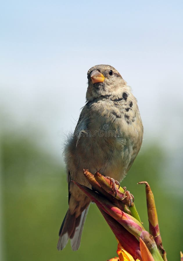 House Sparrow Sitting Pretty Stock Image - Image of nature, sparrow ...