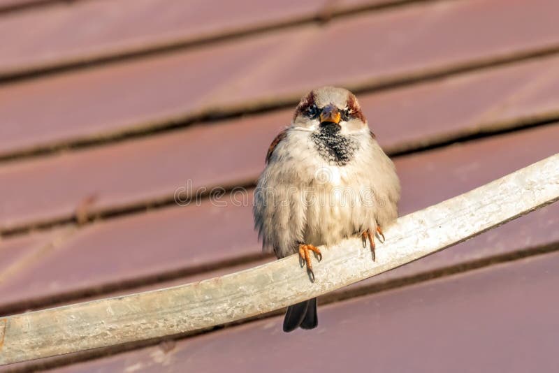 House Sparrow Sitting on the Roof Top Stock Photo - Image of domesticus ...