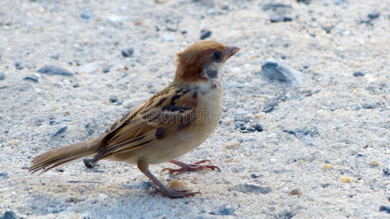 House Sparrow Standing on Floor Stock Image - Image of side, close ...
