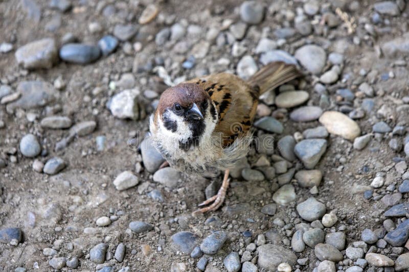 House Sparrow Stands on the Ground Stock Photo - Image of beauty, small ...