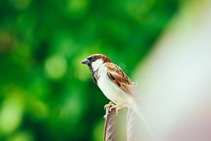 House sparrow on the top stock image. Image of nikon - 202630293