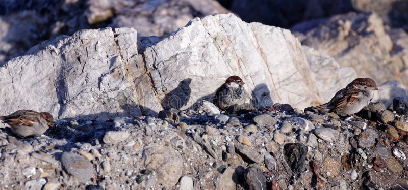 Very nice house sparrow stock photo. Image of european - 103839724