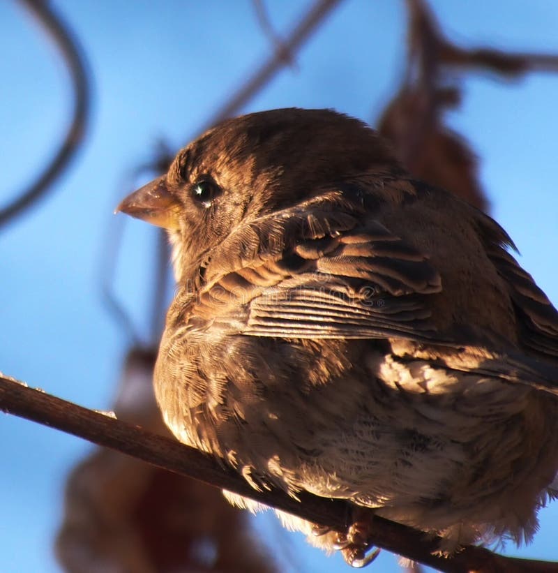 House Sparrow on Tree Branch Stock Image - Image of brown, fluffy: 48610115