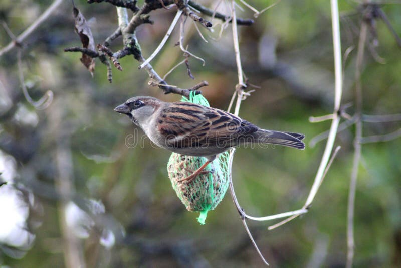 House sparrow in tree stock photo. Image of fall, fauna - 80977804