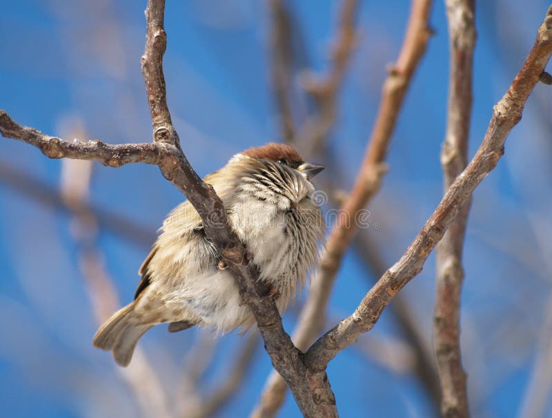 The House Sparrow on the Walnut. Stock Image - Image of cold, plumage ...