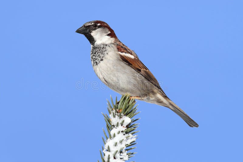 House Sparrow in Winter stock image. Image of songbird - 12910359