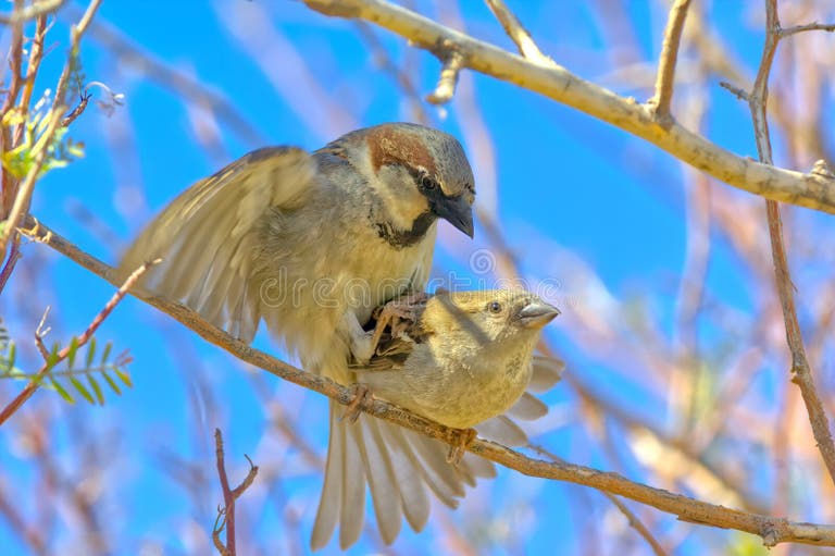 House Sparrows Mating High in a Tree Stock Photo - Image of zoology ...