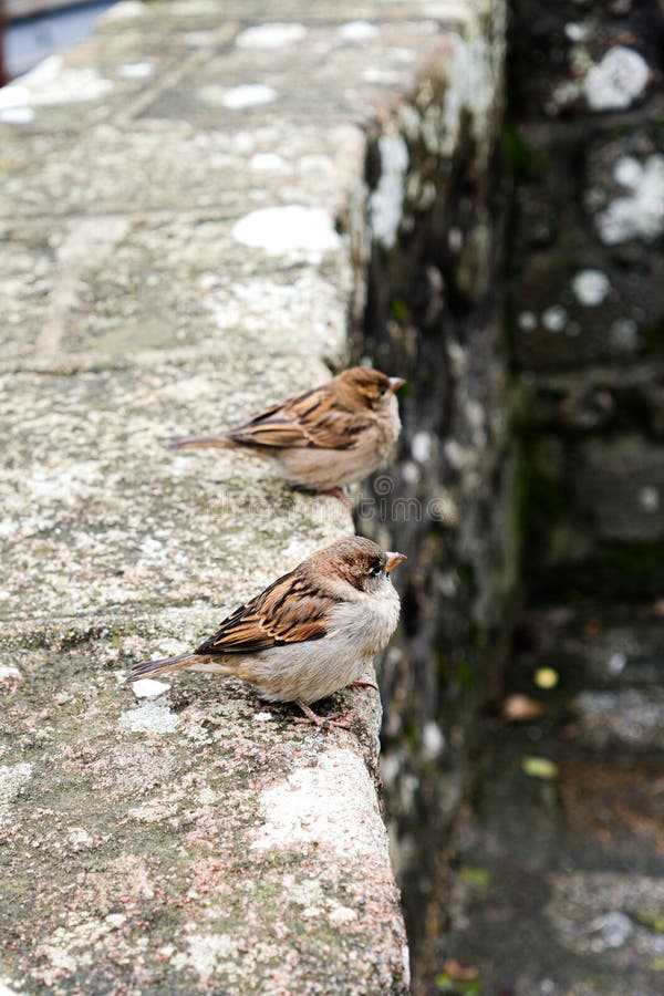 House Sparrows on Stone Ledge Stock Image - Image of ledge, stone ...