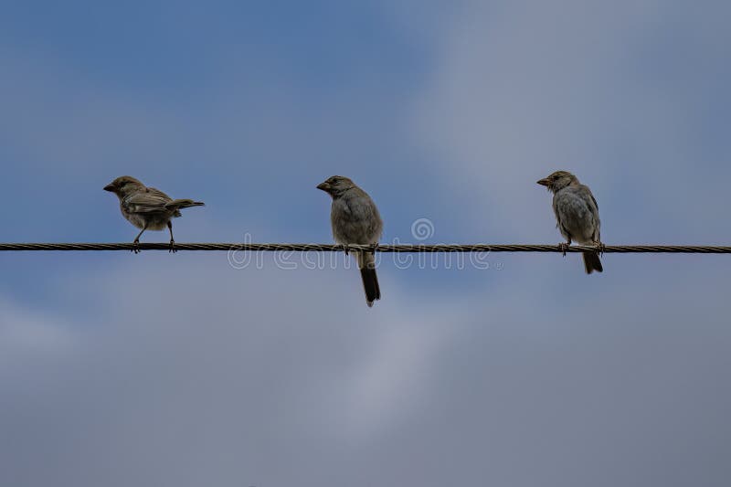 House Sparrows on a Wire stock photo. Image of line - 340727898