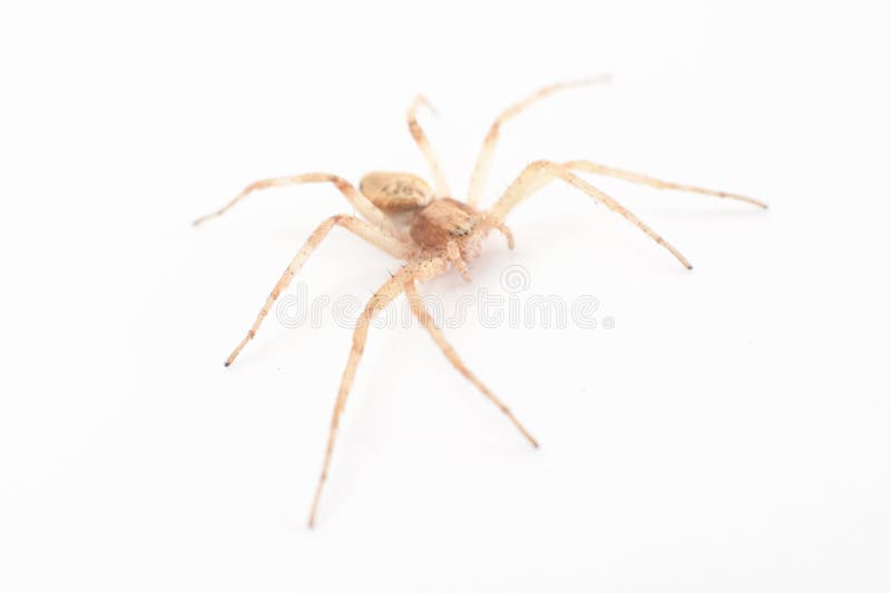 House Spider from above stock photo. Image of isolated - 46028306