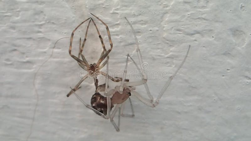 House Spider Changing Its Skin Stock Video - Video of animal, arthropod ...