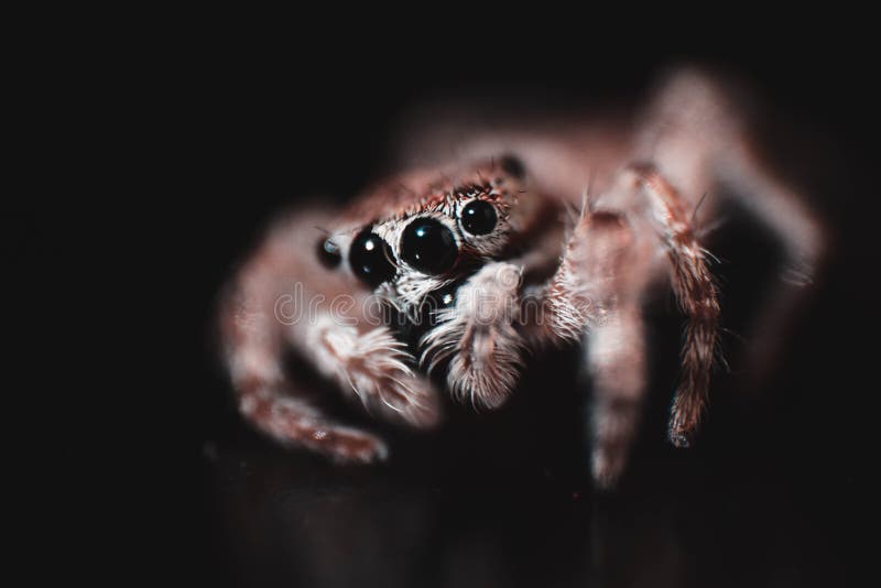 House Spider Macro Photography Focus on Eyes Stock Image - Image of ...