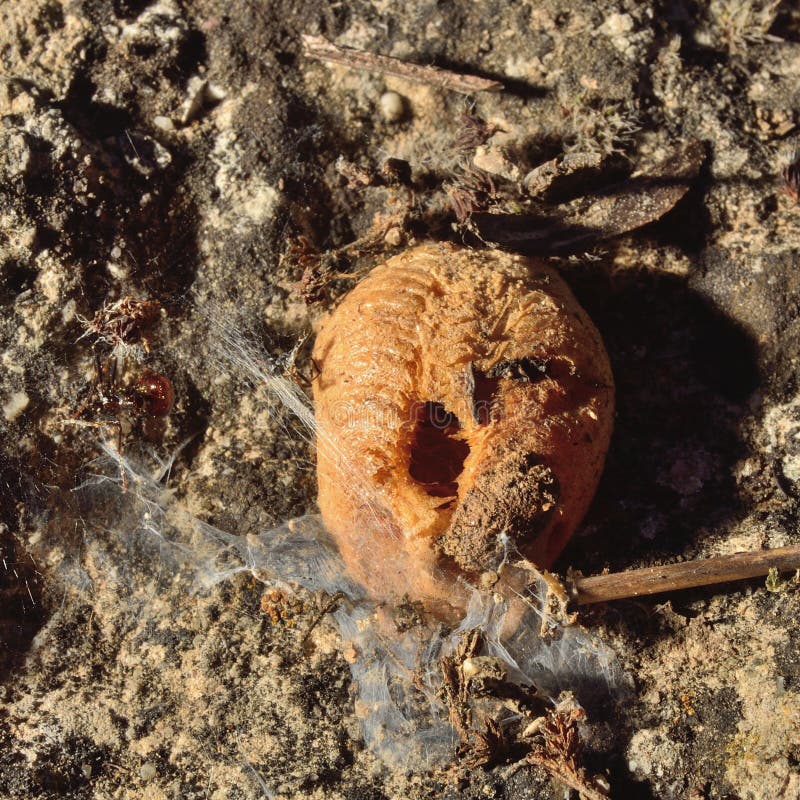 The house of spider. stock image. Image of zoology, spider - 95923195