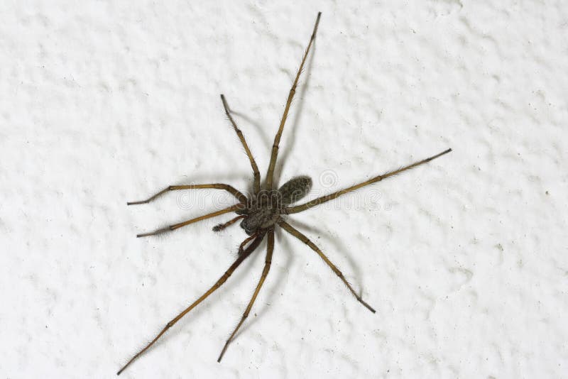 House Spider (Tegenaria Atrica) Stock Photo - Image of detail, body ...
