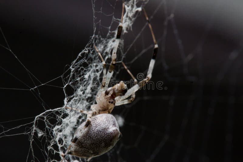 House Spider walking stock image. Image of angle, arachnid - 53112191