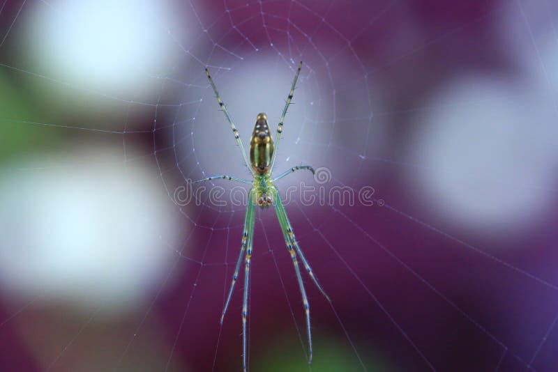 House Spider on the Web stock image. Image of insect - 59166271